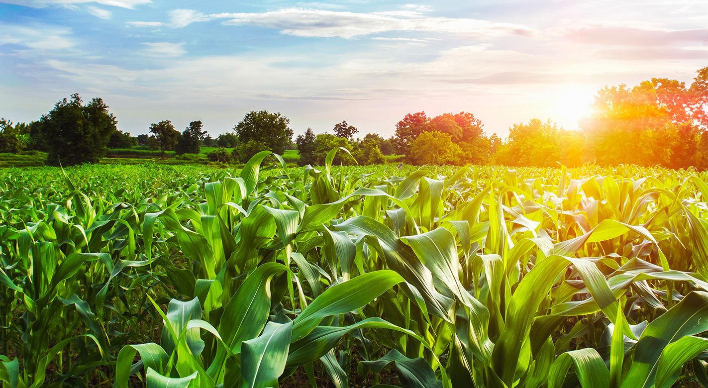 Sky High Global Traders